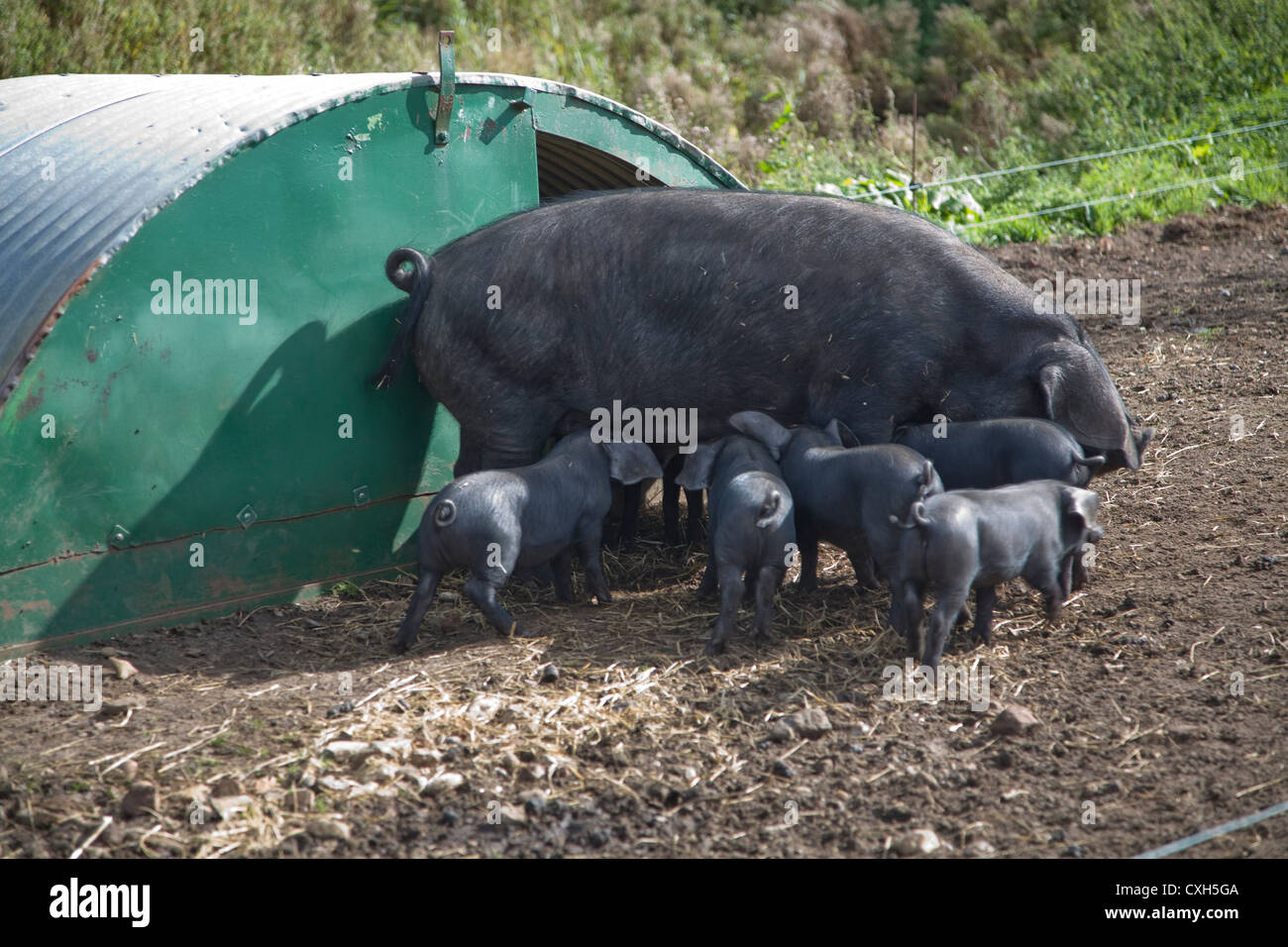 Suffolk large black big sow weaning piglets Stock Photo - Alamy