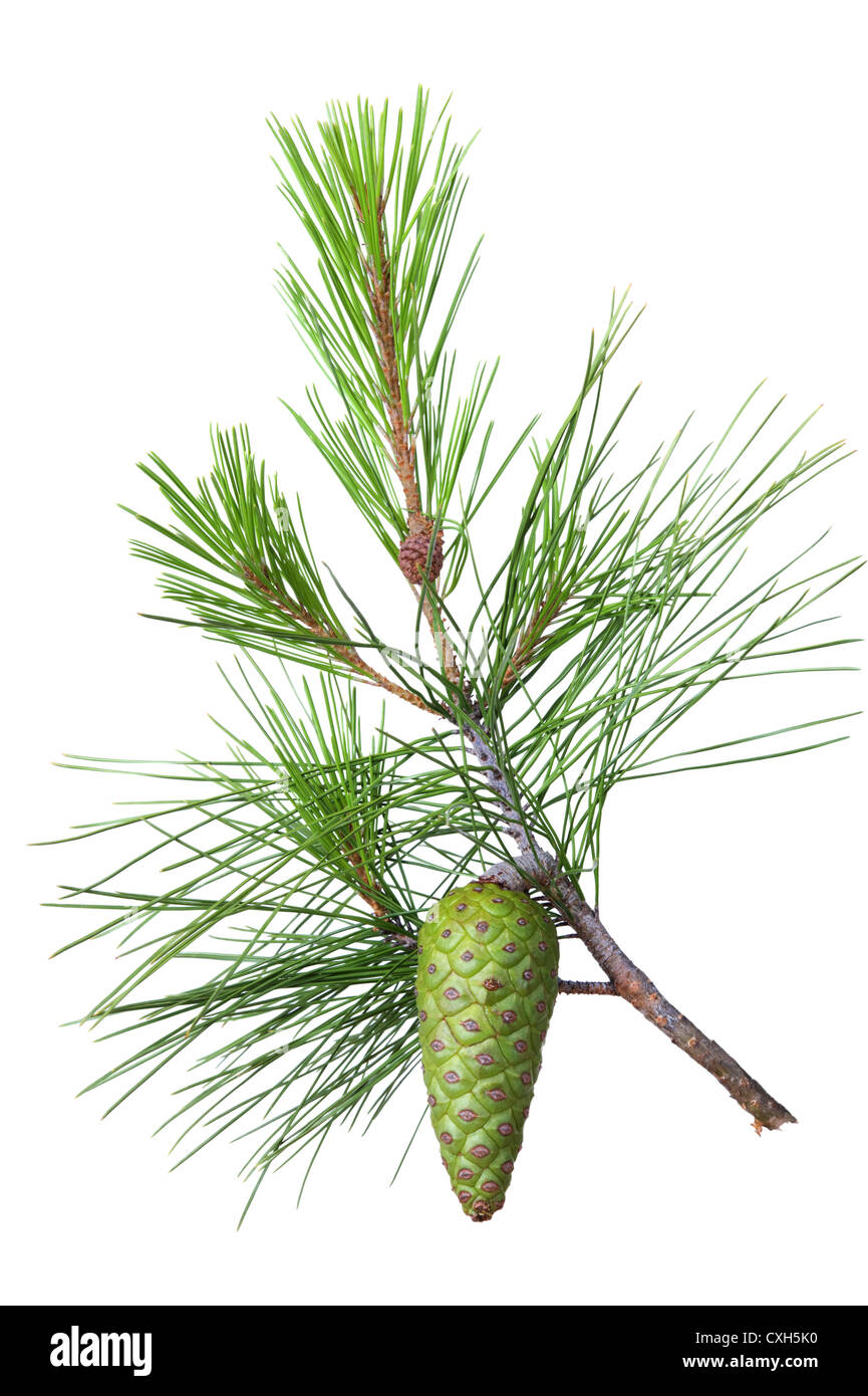 Cone stick hi-res stock photography and images - Alamy