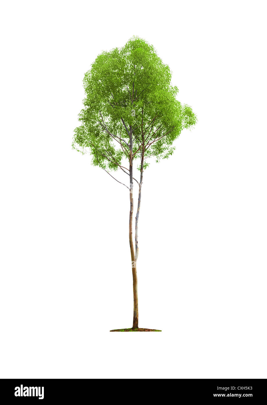 Tree on white background Stock Photo - Alamy
