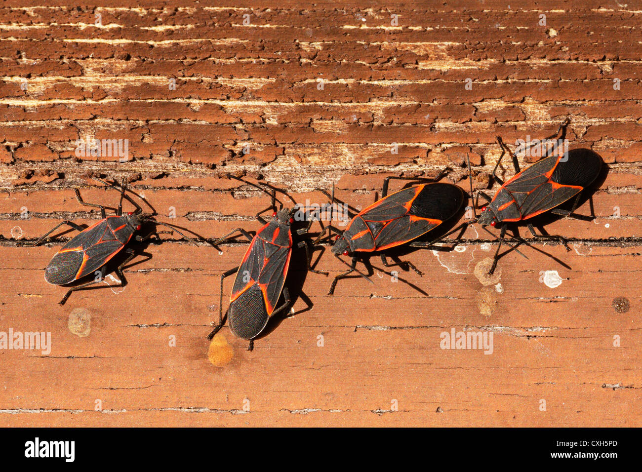 Insect infestation hi-res stock photography and images - Alamy