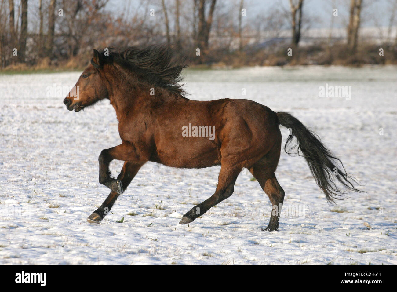 Profile galloping hi-res stock photography and images - Alamy