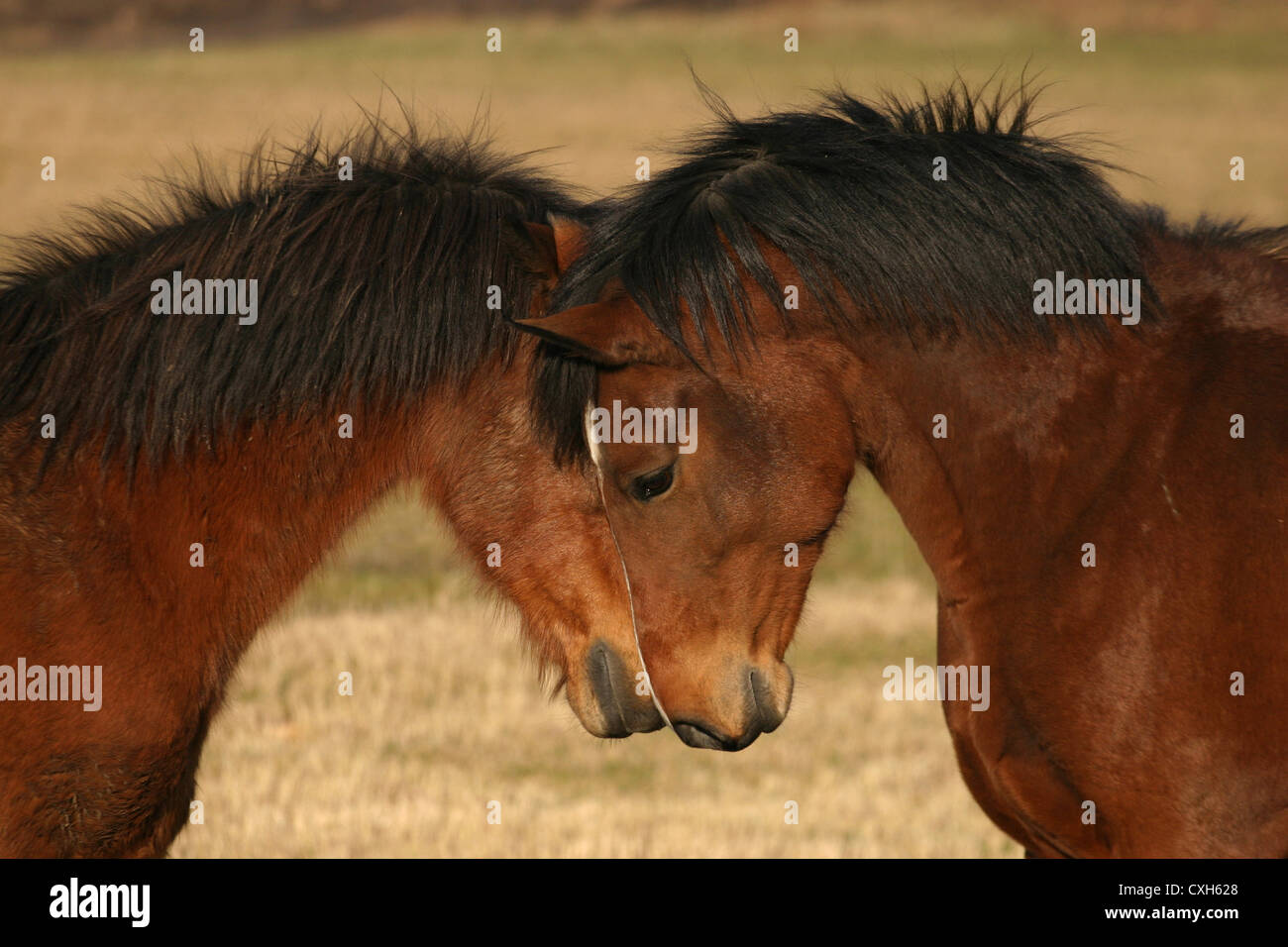 2 greeting German Riding Ponies Stock Photo - Alamy