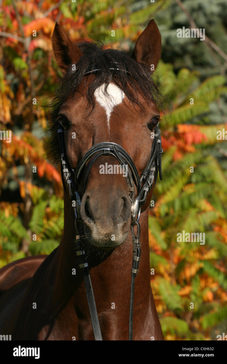 portrait of a stallion Stock Photo - Alamy