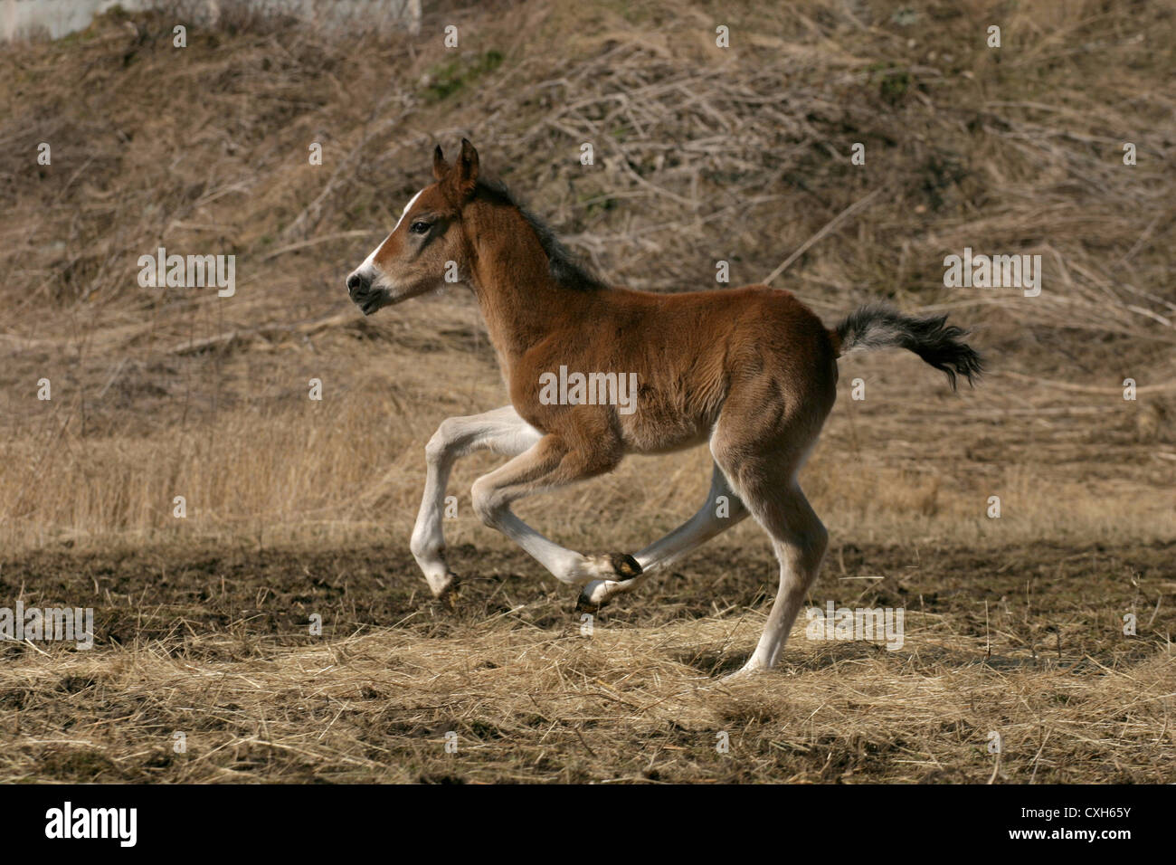 Horse foal pony gallop running hi-res stock photography and images - Alamy