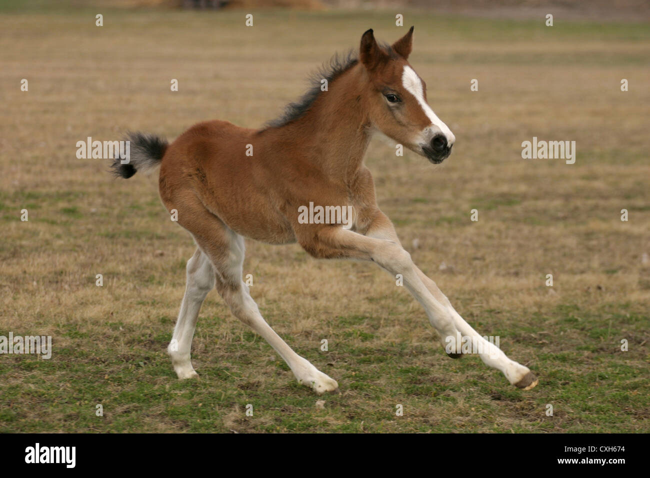Pony horse foal gallop hi-res stock photography and images - Alamy