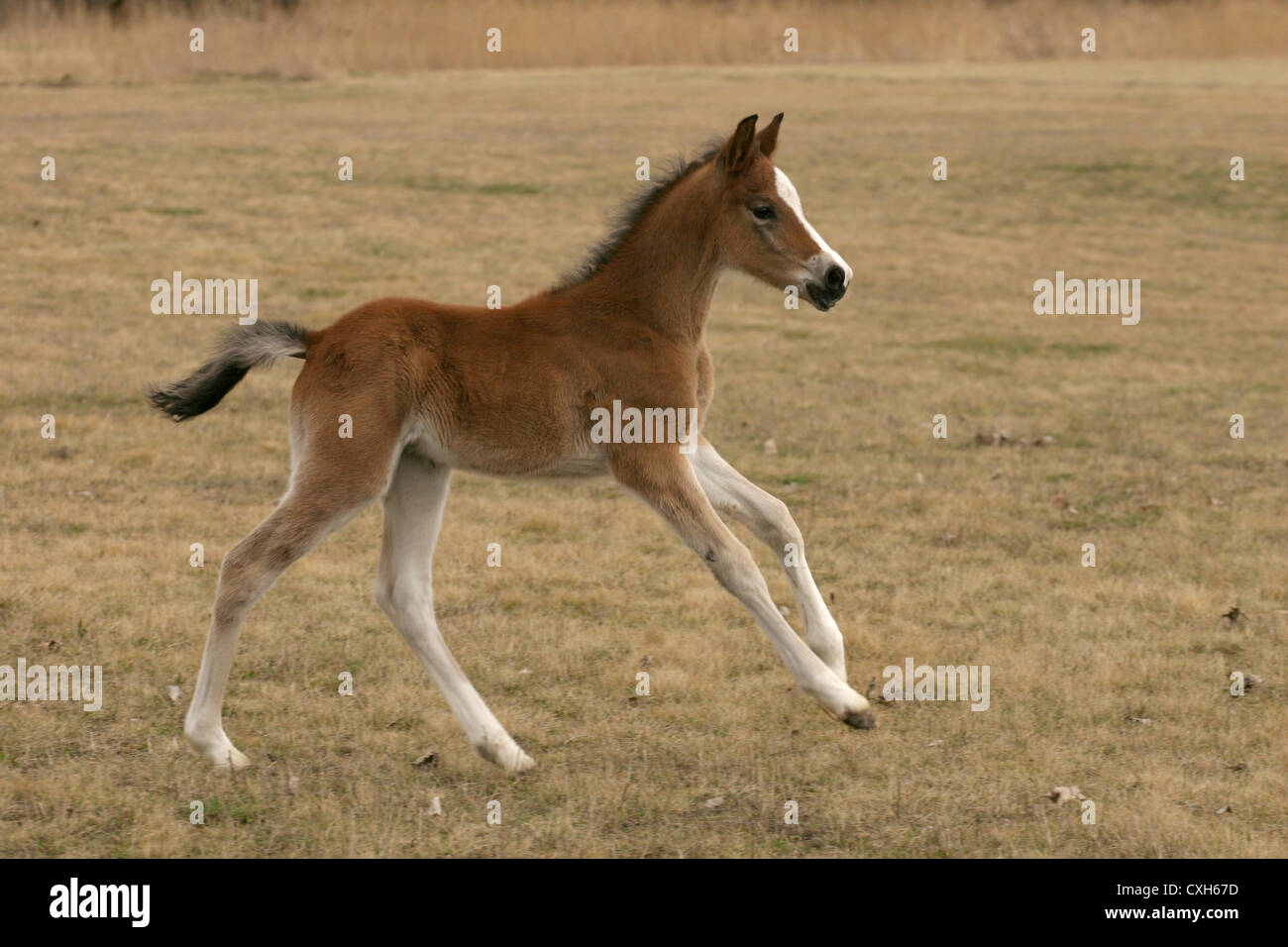 Pony horse foal gallop hi-res stock photography and images - Alamy