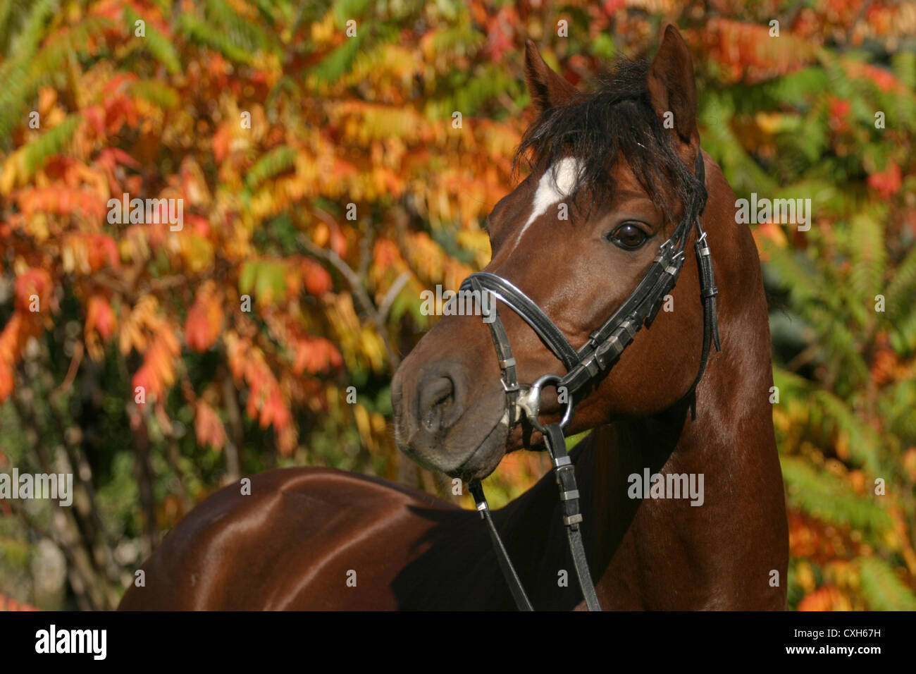 portrait of a German Riding Pony stallion Stock Photo - Alamy