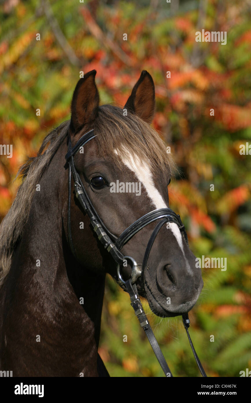 portrait of a German Riding Pony stallion Stock Photo - Alamy