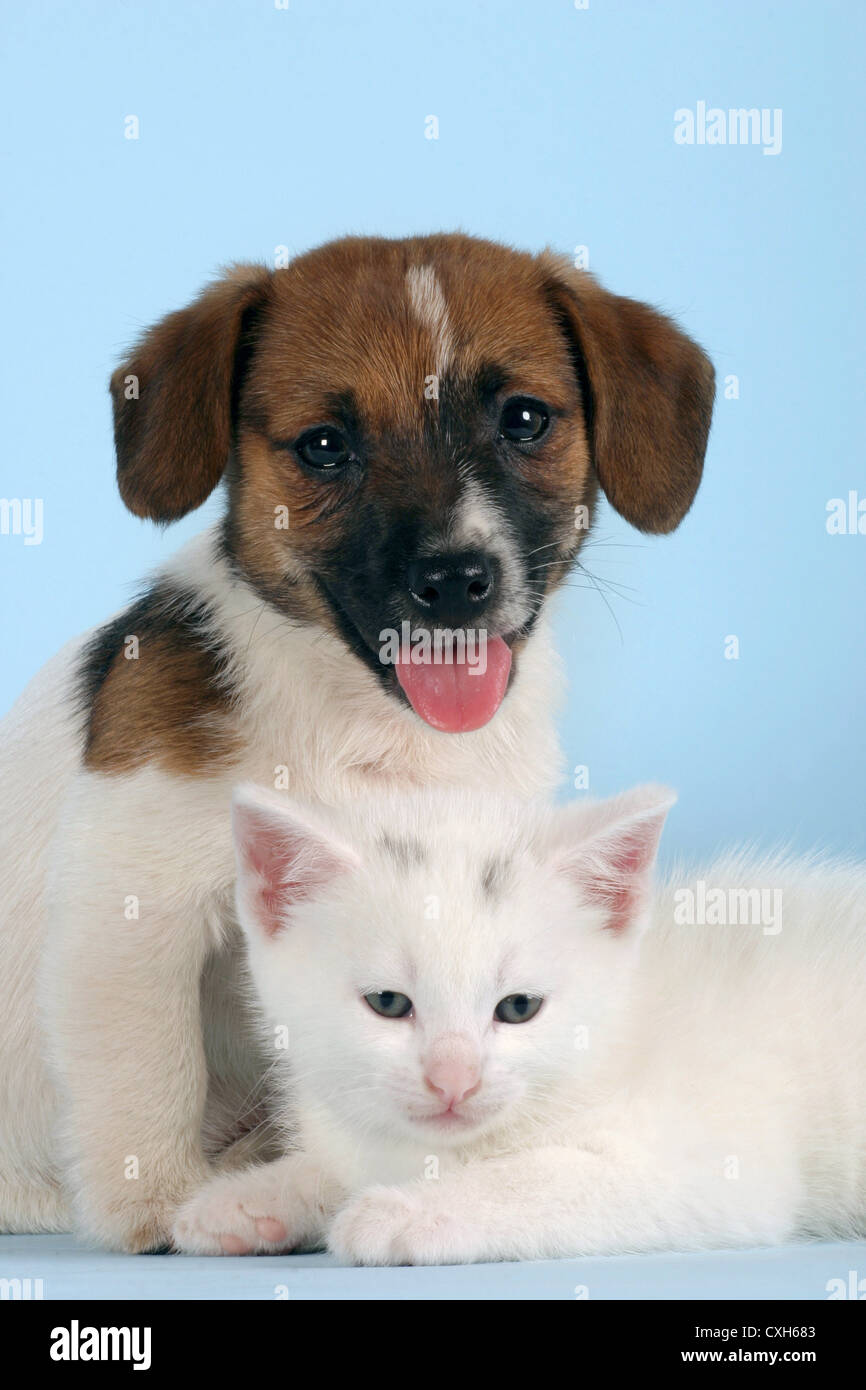 cat & dog Stock Photo - Alamy