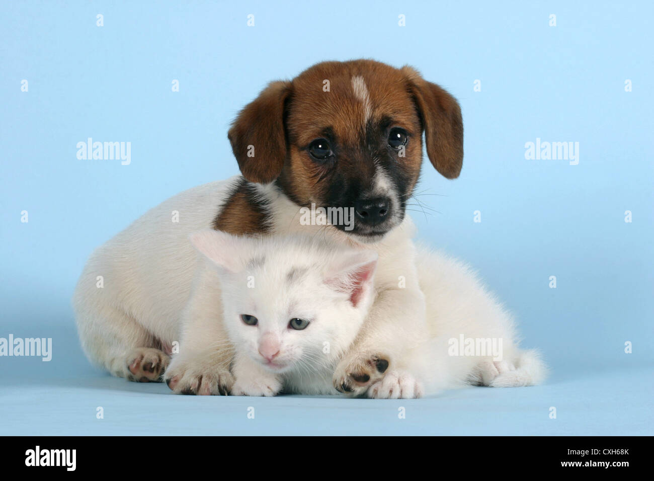 cat & dog Stock Photo - Alamy