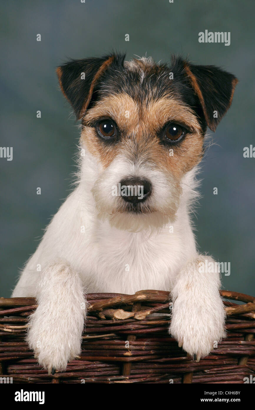 Parson Russell Terrier Stock Photo - Alamy
