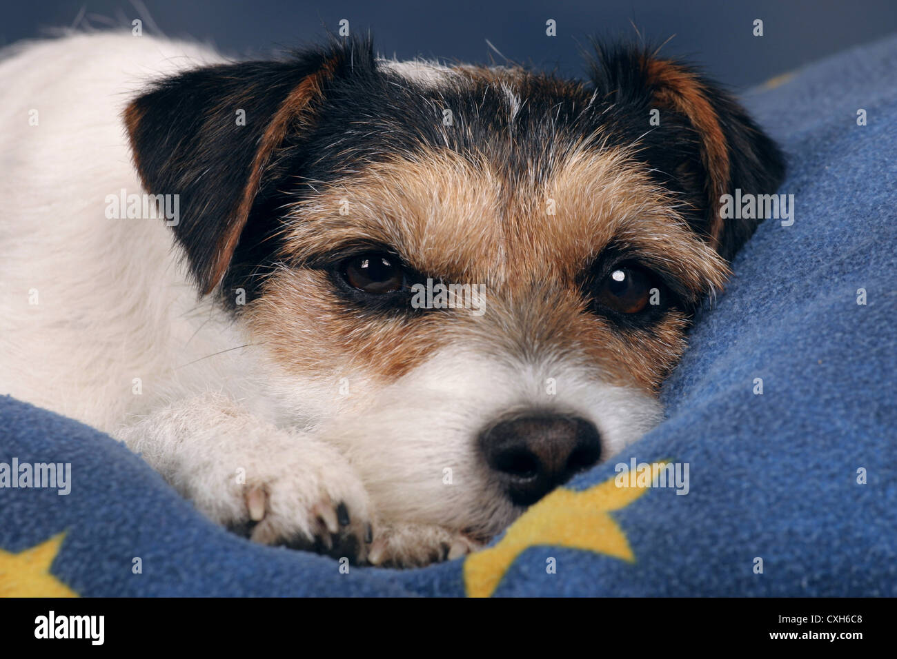Parson Russell Terrier Stock Photo - Alamy