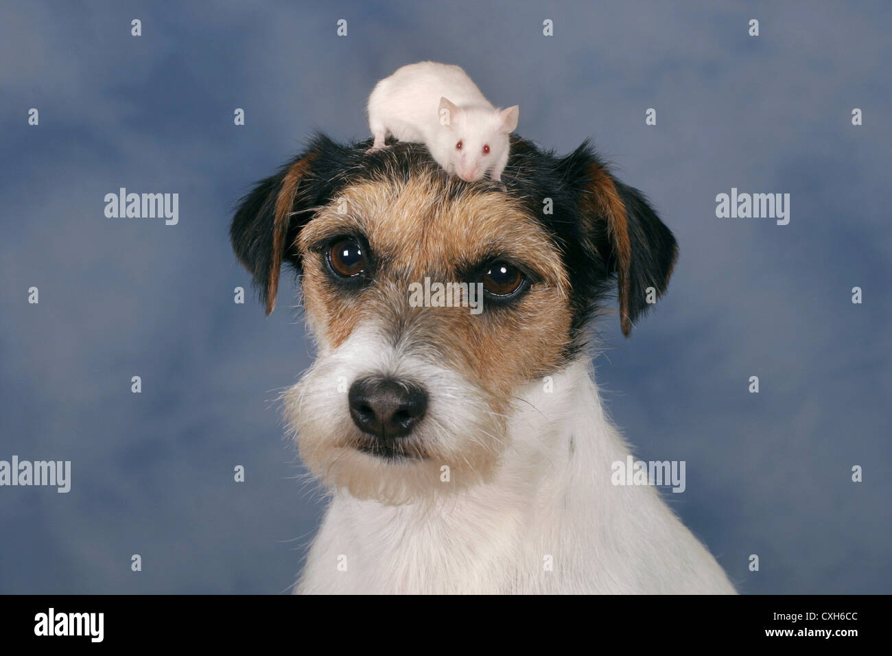 dog & mouse Stock Photo - Alamy