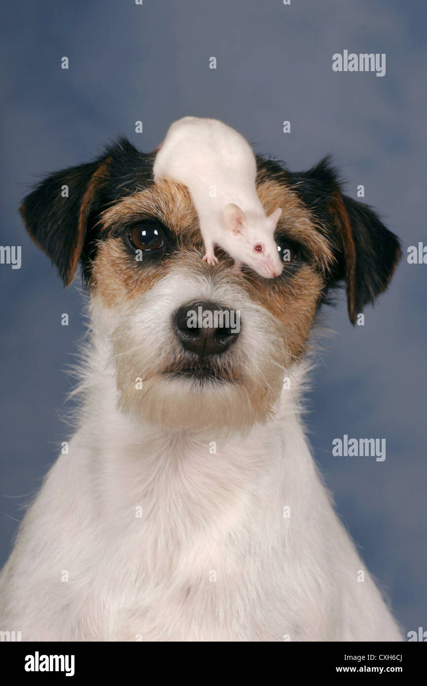 dog & mouse Stock Photo - Alamy