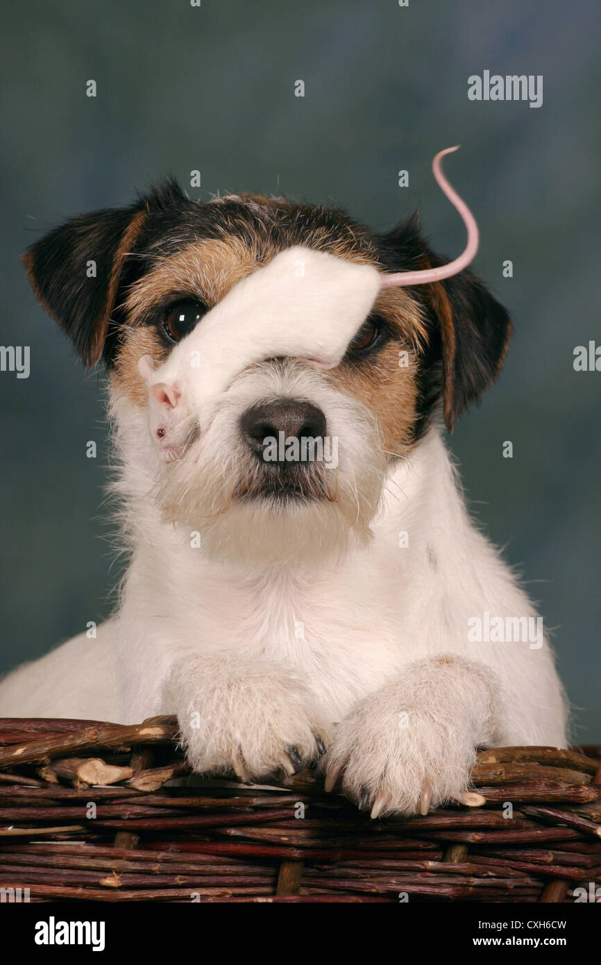 dog & mouse Stock Photo - Alamy