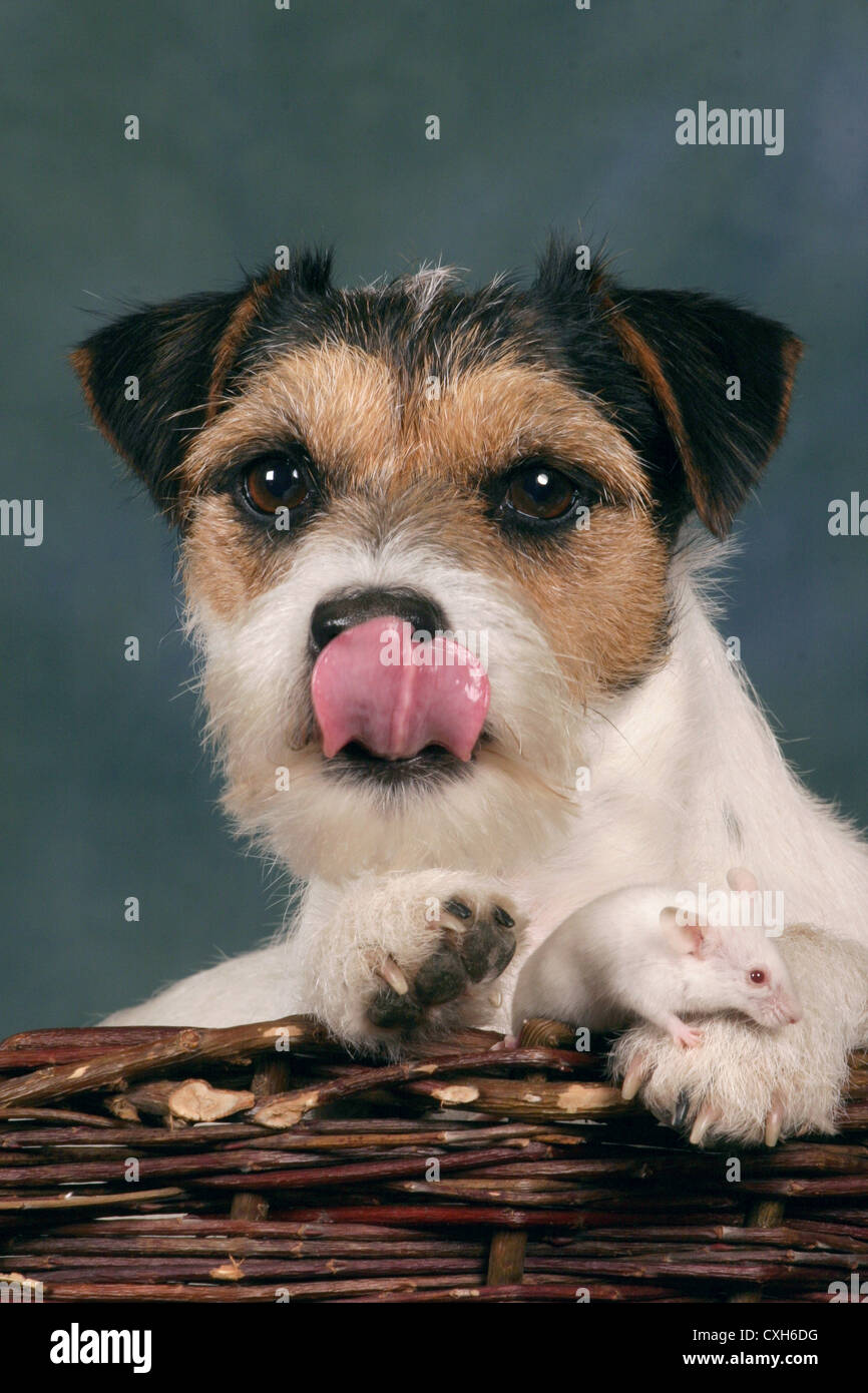 dog & mouse Stock Photo - Alamy