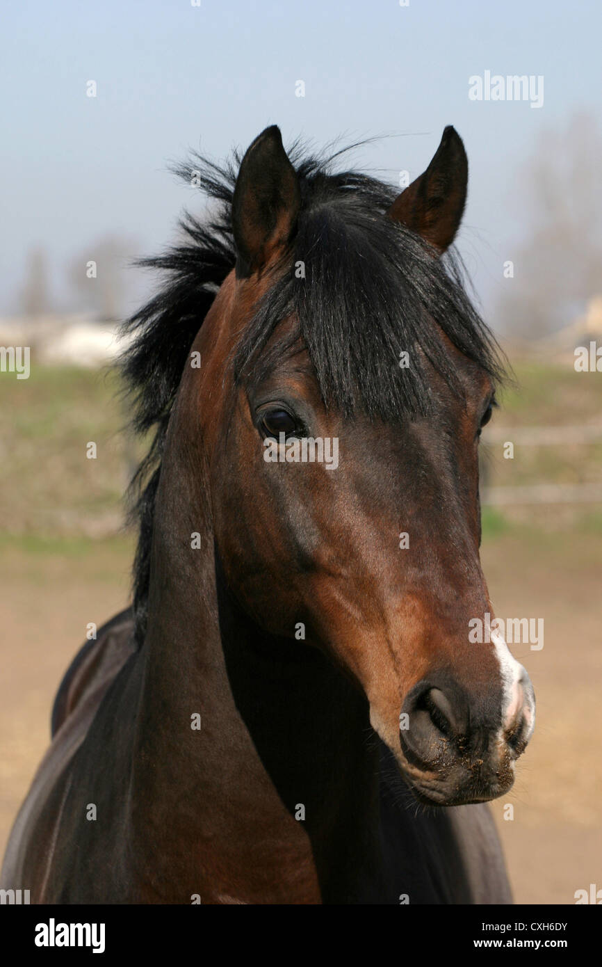 portrait of a German Riding Pony stallion Stock Photo - Alamy