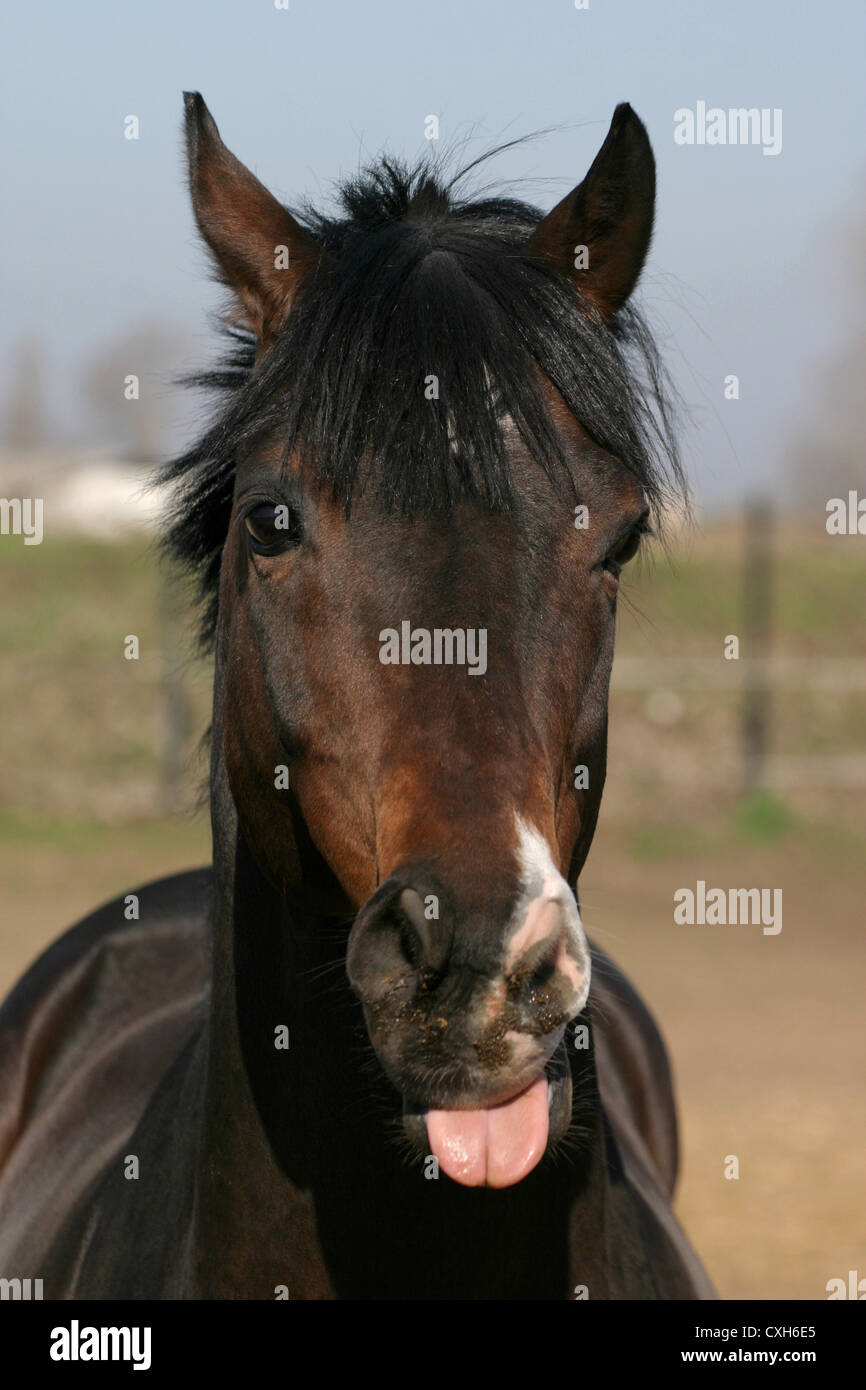 portrait of a German Riding Pony stallion Stock Photo - Alamy