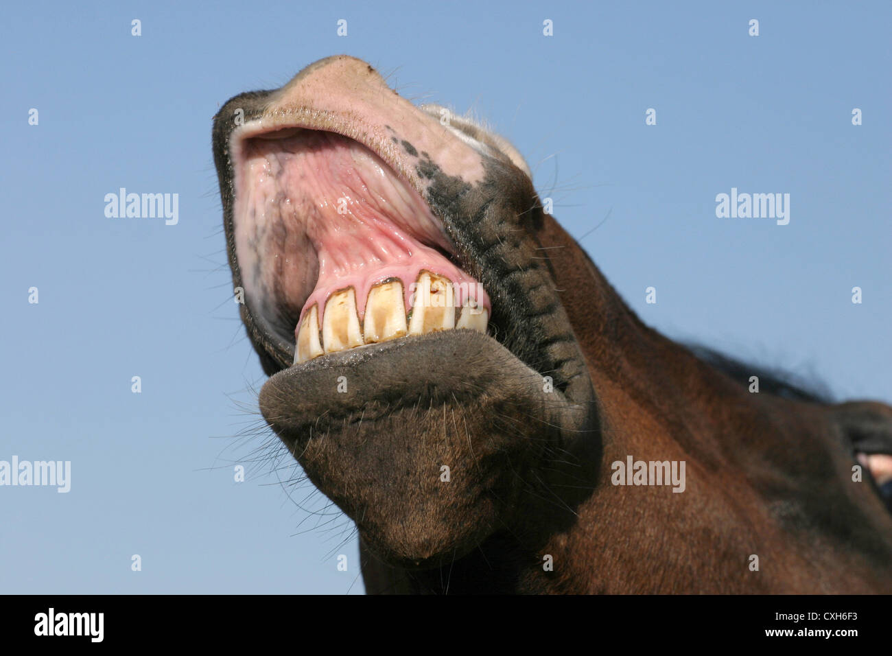 Horsy teeth hi-res stock photography and images - Alamy