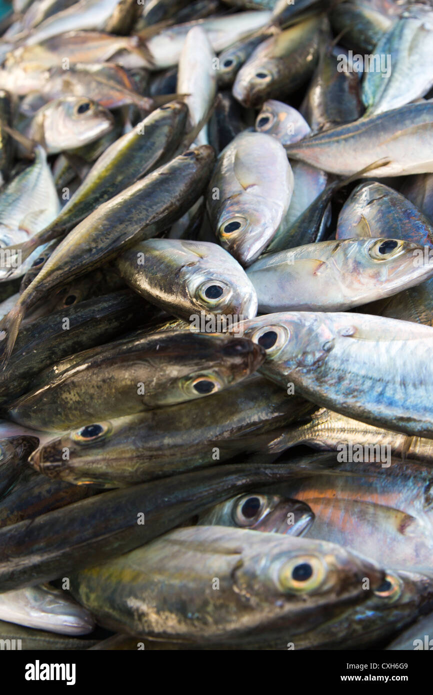 Sabah fish market kota kinabalu hi-res stock photography and images - Alamy