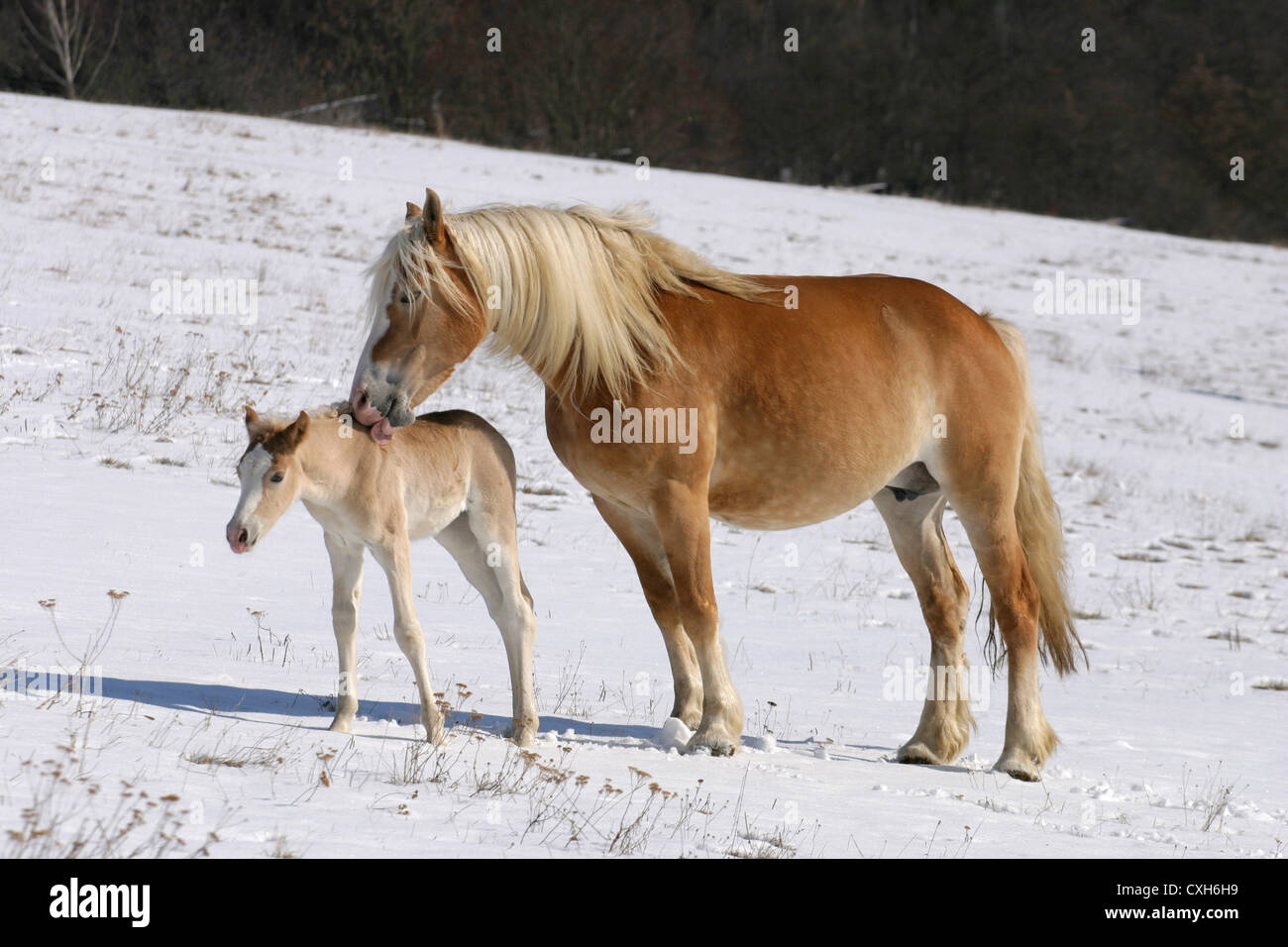 Mare is licking foal hi-res stock photography and images - Alamy