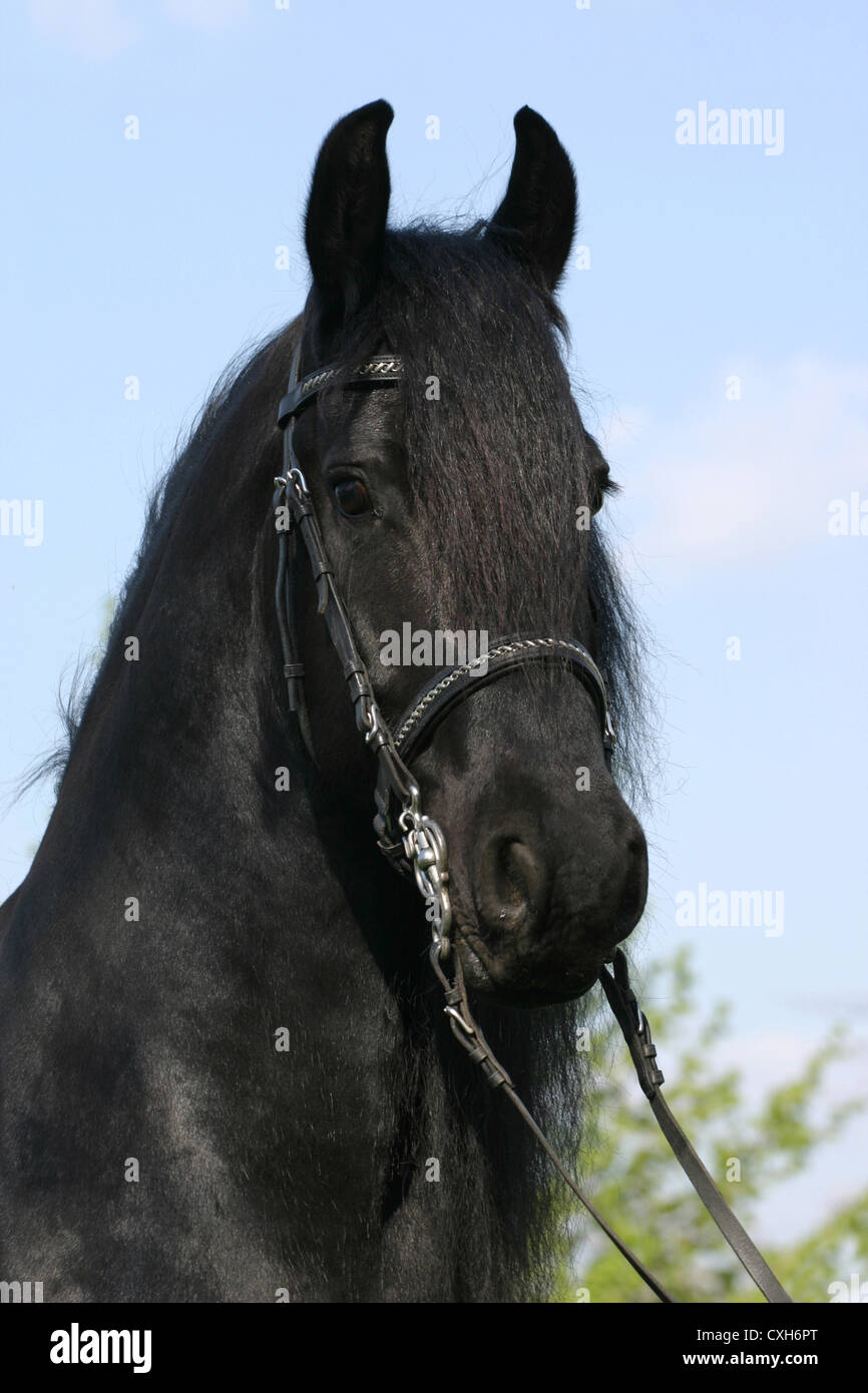 Friesian horses stallion hi-res stock photography and images - Alamy