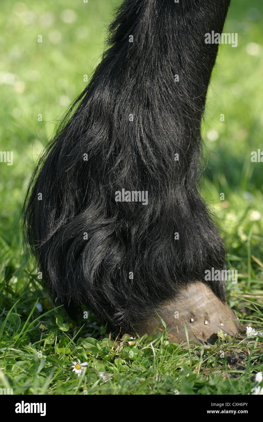 hoof of a frisian horse Stock Photo - Alamy