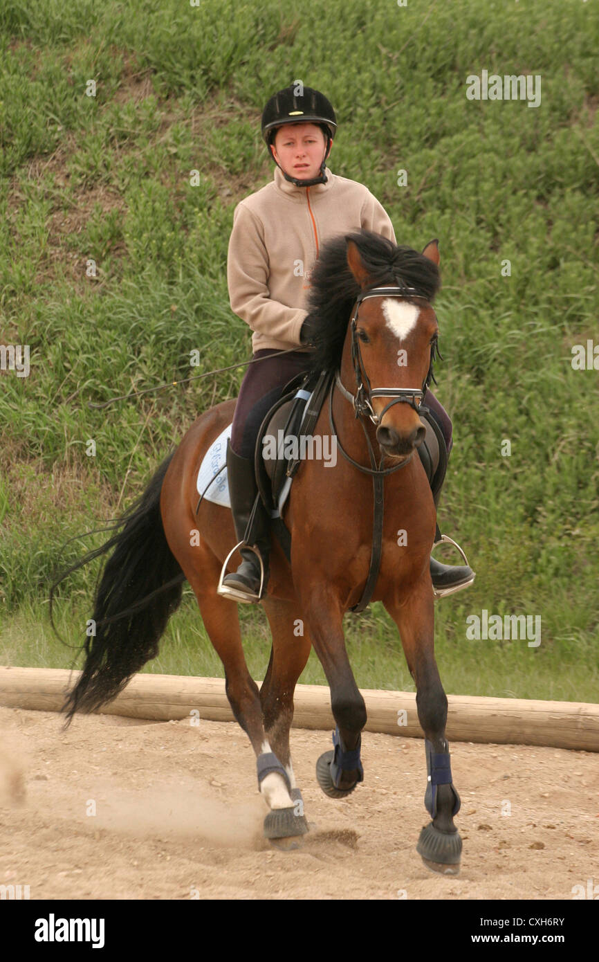 woman rides German Riding Pony Stock Photo - Alamy