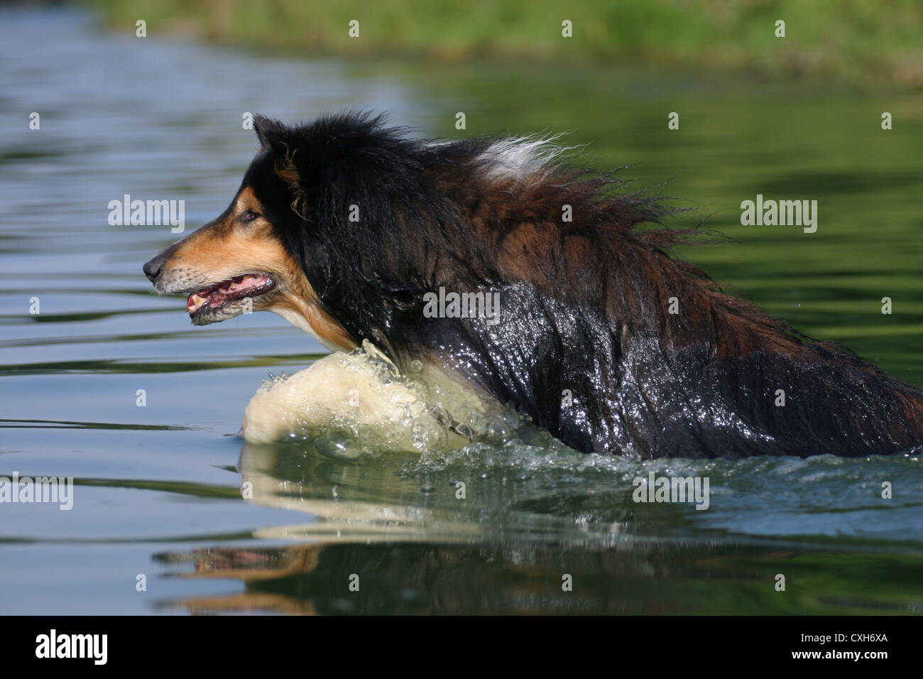 Rough and smooth collie hi-res stock photography and images - Alamy
