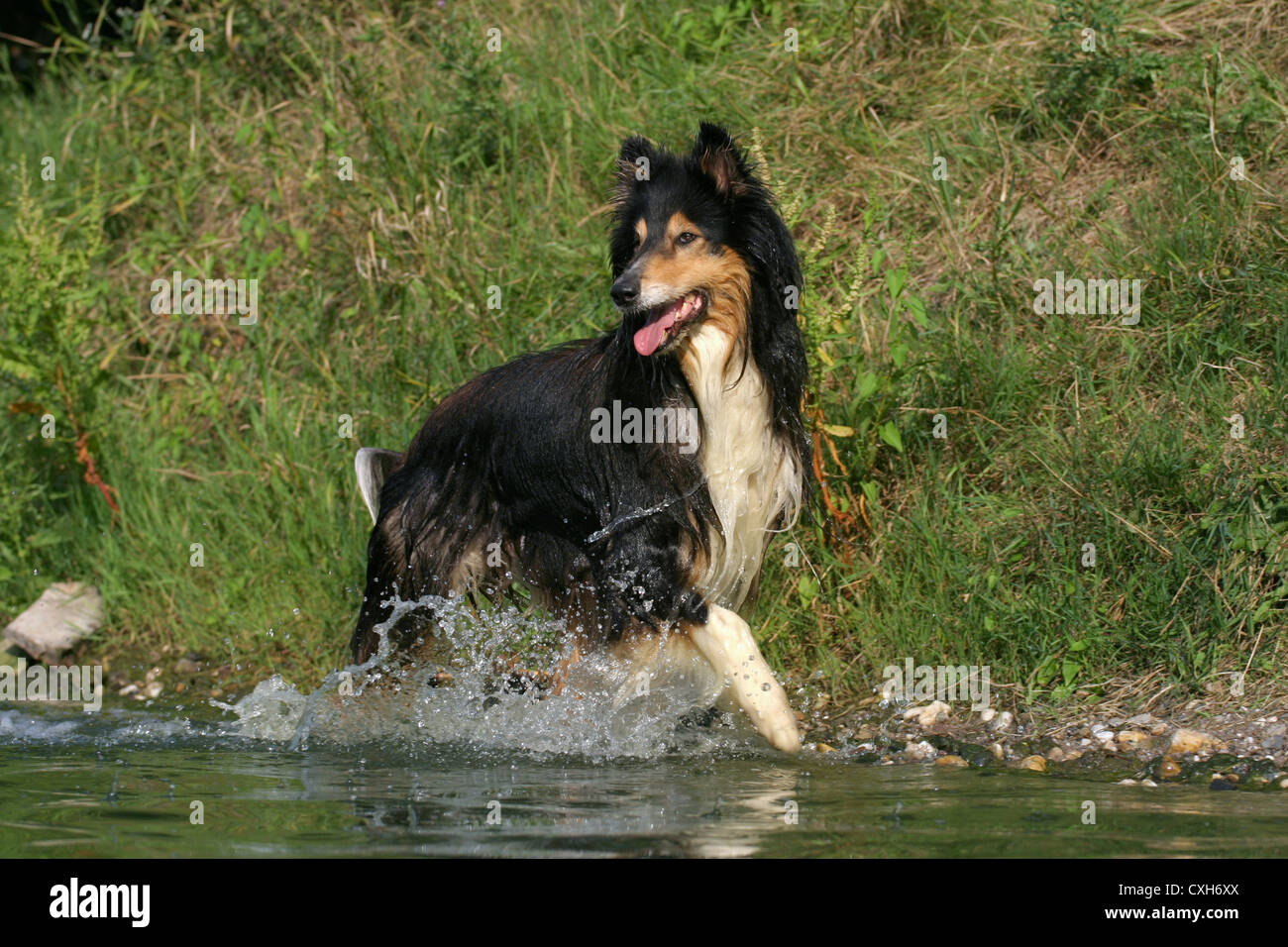 Rough and smooth collie hi-res stock photography and images - Alamy