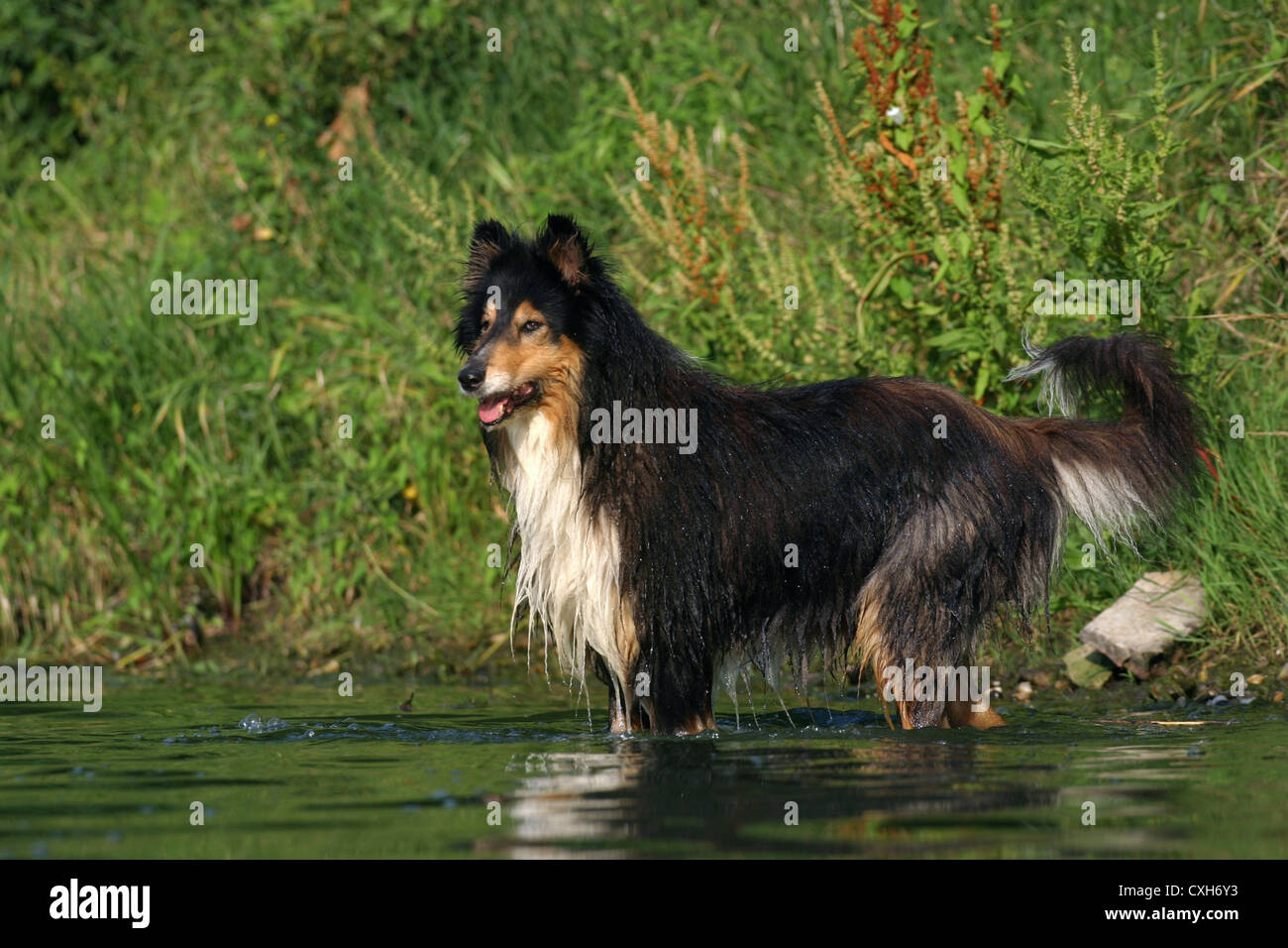 Rough and smooth collie hi-res stock photography and images - Alamy