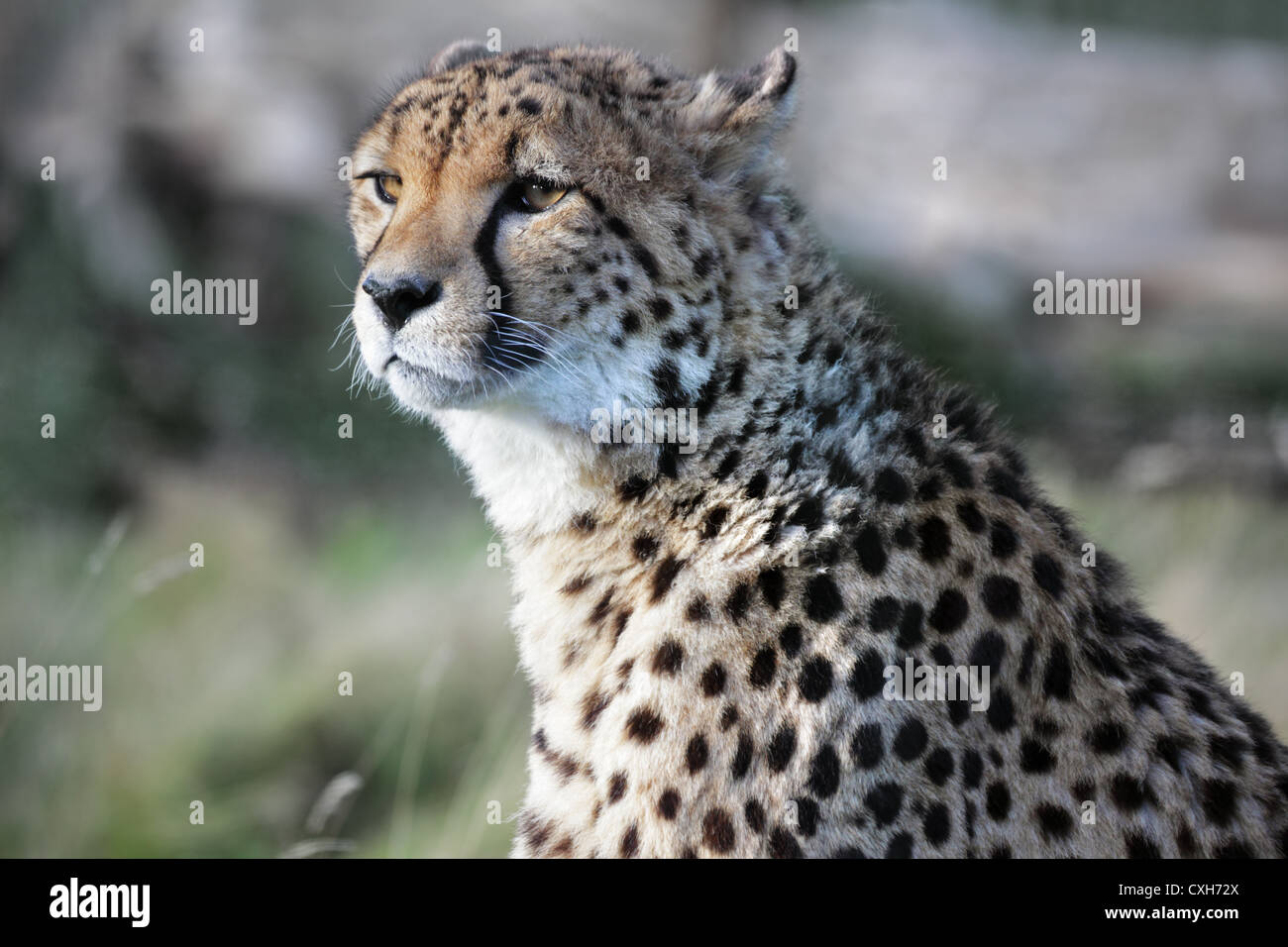 Cheetah fast animal hi-res stock photography and images - Alamy