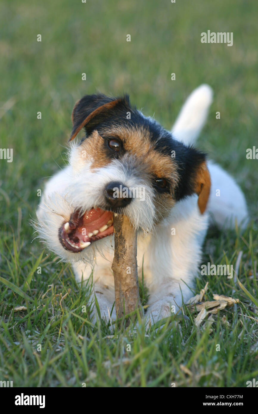 Parson Russell Terrier Stock Photo - Alamy