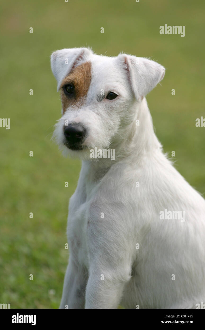 Parson Russell Terrier Stock Photo - Alamy