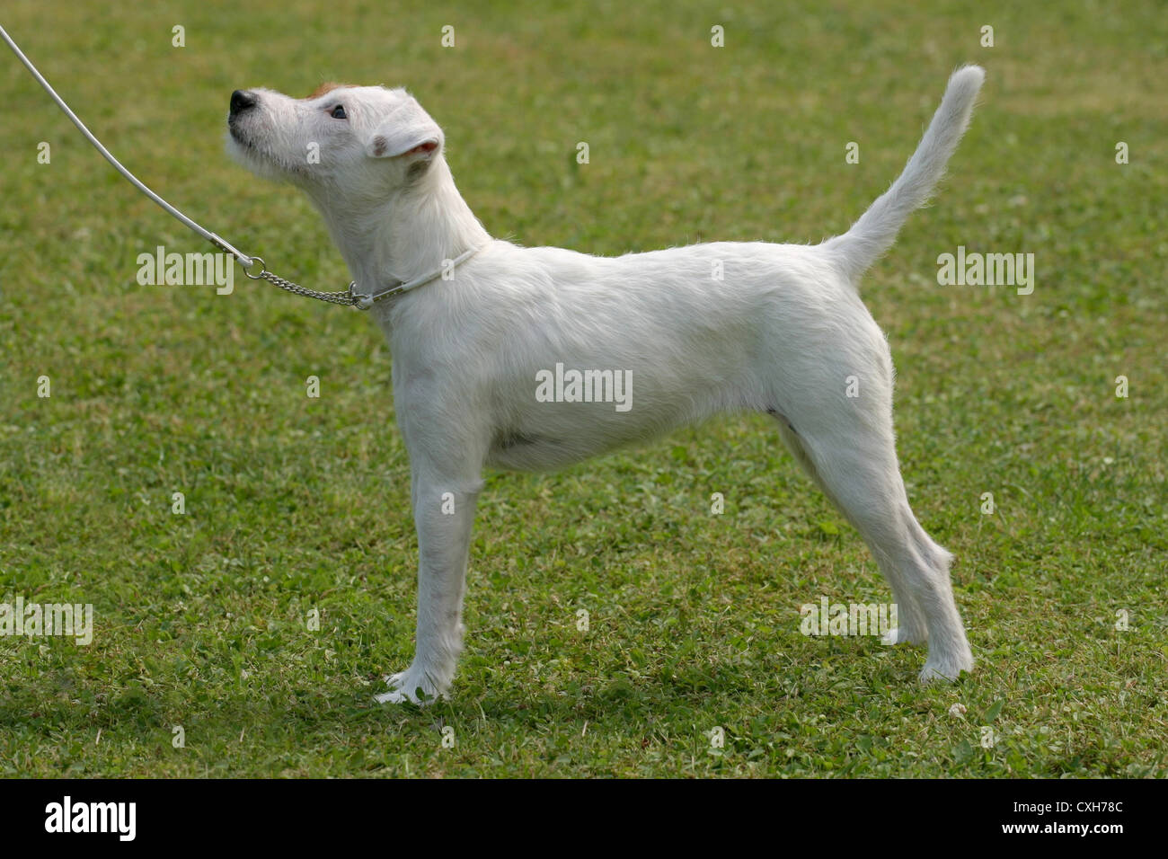 Parson Russell Terrier Stock Photo - Alamy