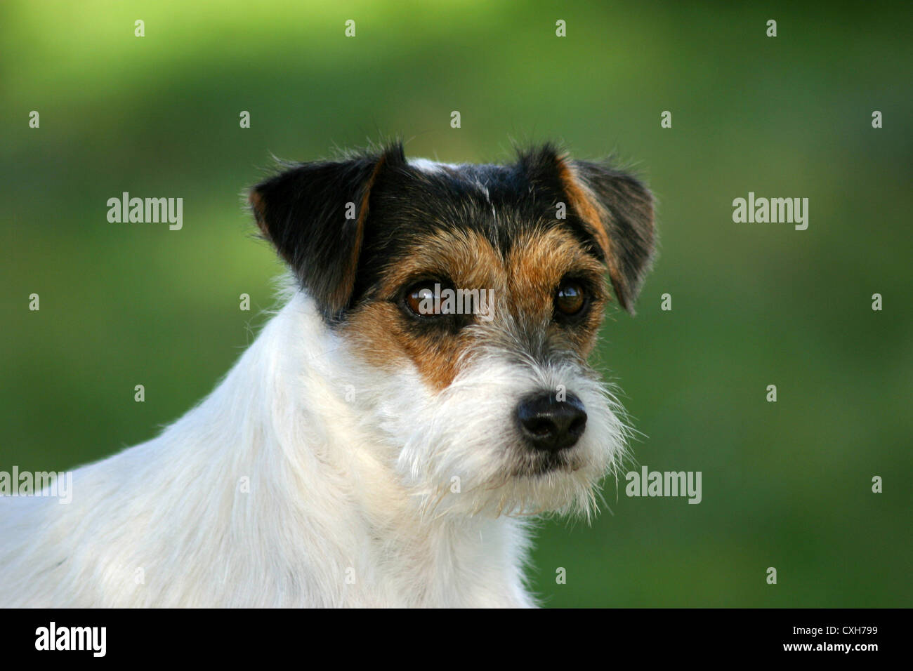Parson Russell Terrier Stock Photo - Alamy