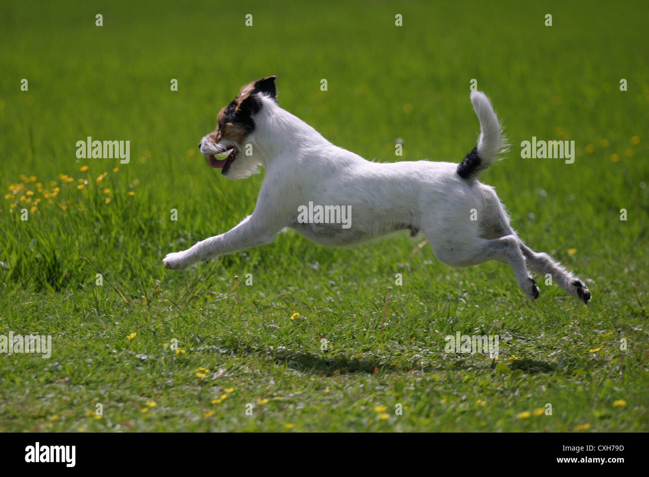 Parson Russell Terrier Stock Photo - Alamy