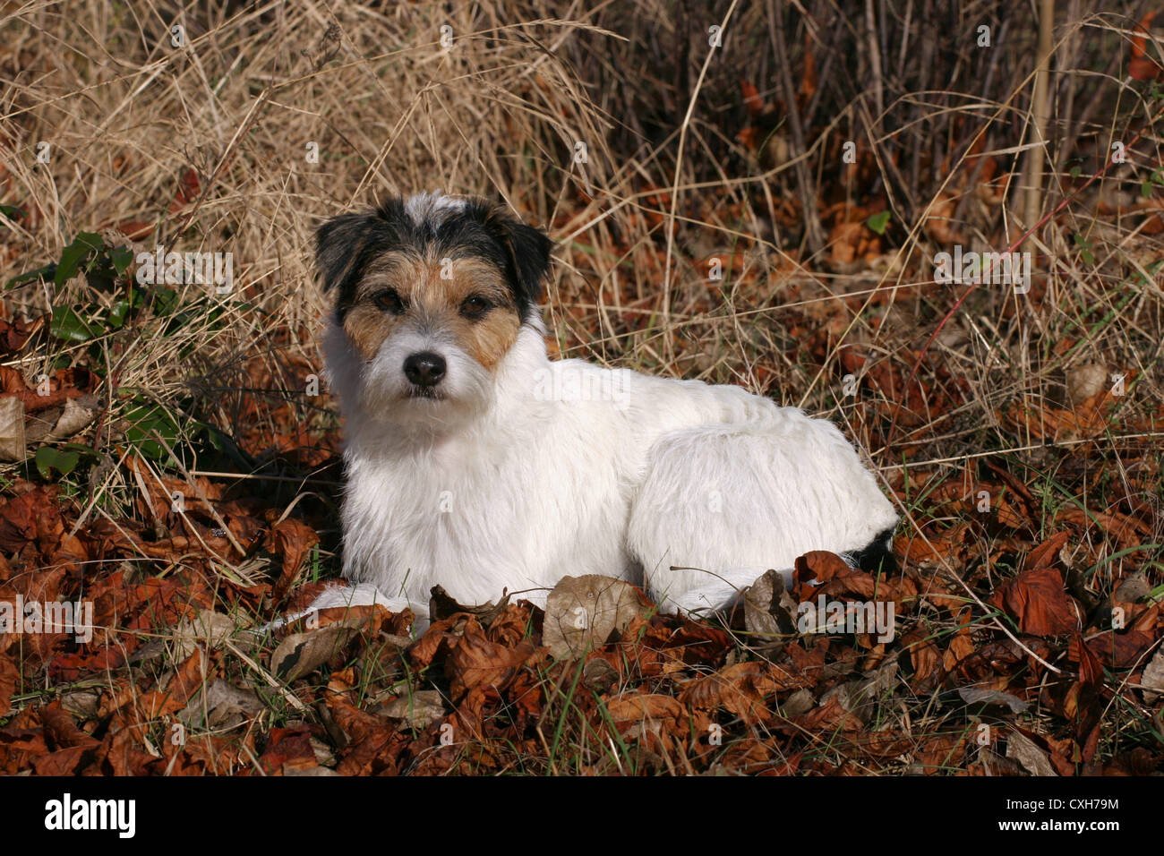 Hunter parsons hi-res stock photography and images - Alamy