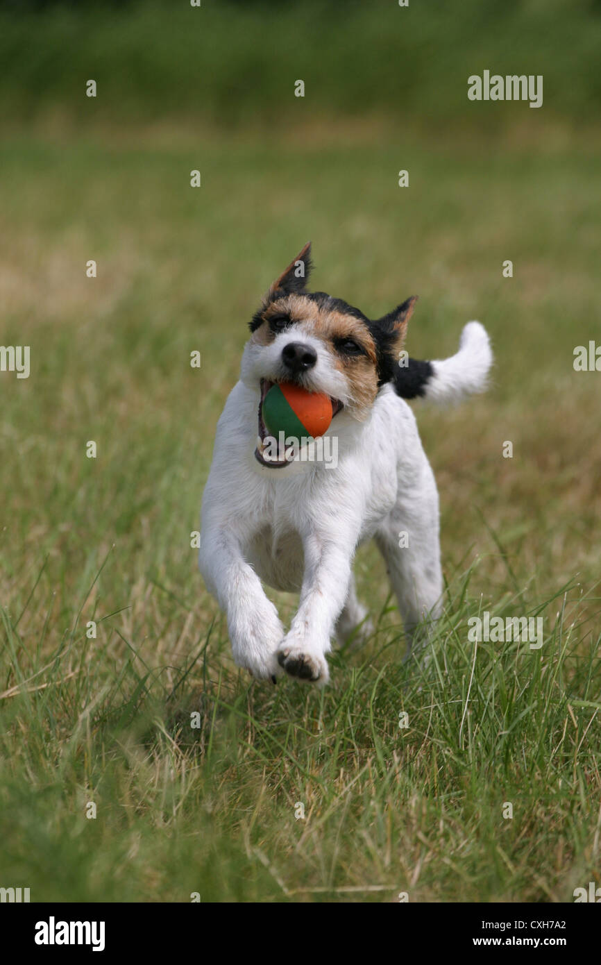 Parson Russell Terrier Stock Photo - Alamy