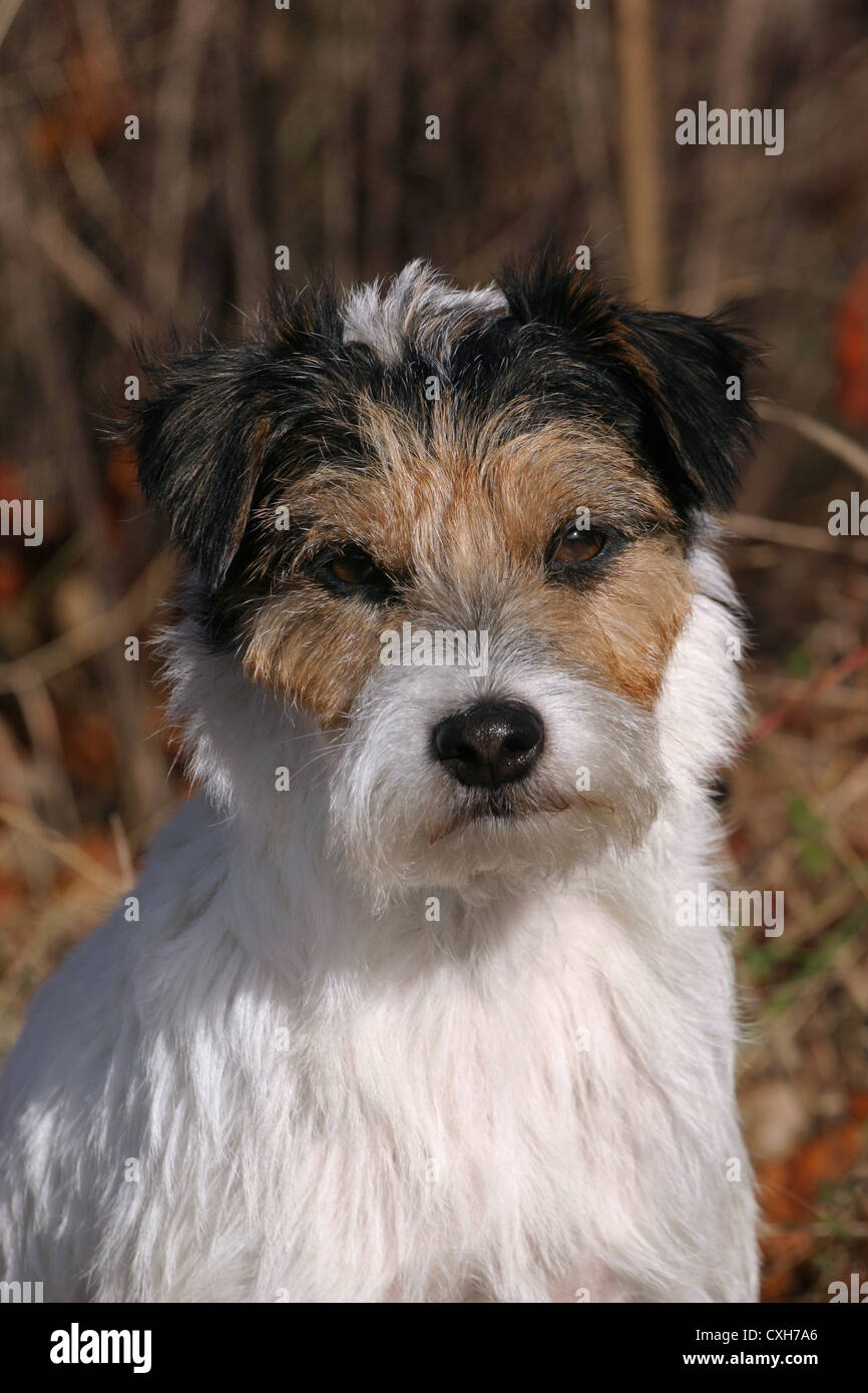 Parson Russell Terrier Stock Photo - Alamy