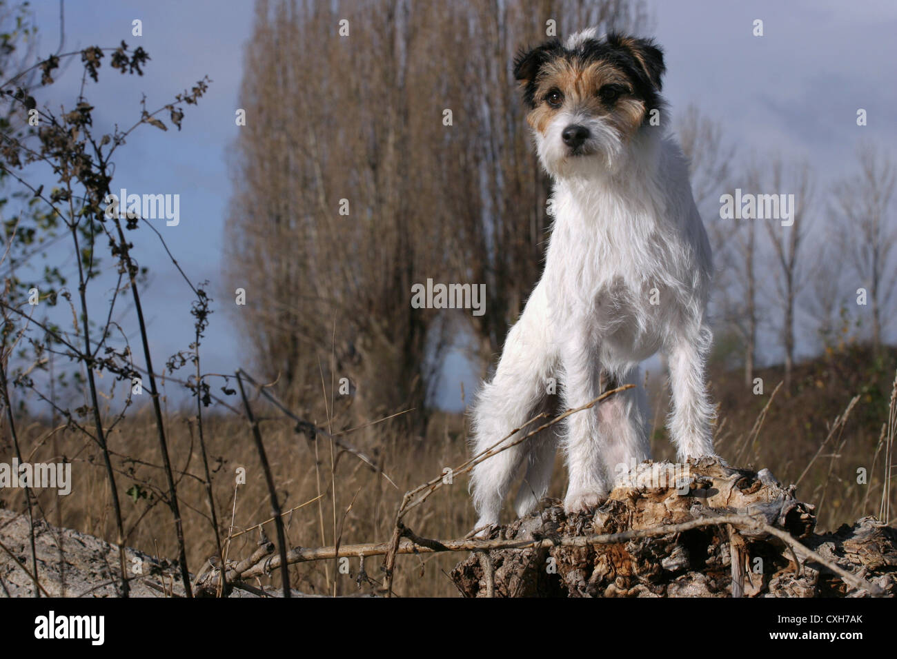 Parson Russell Terrier Stock Photo - Alamy