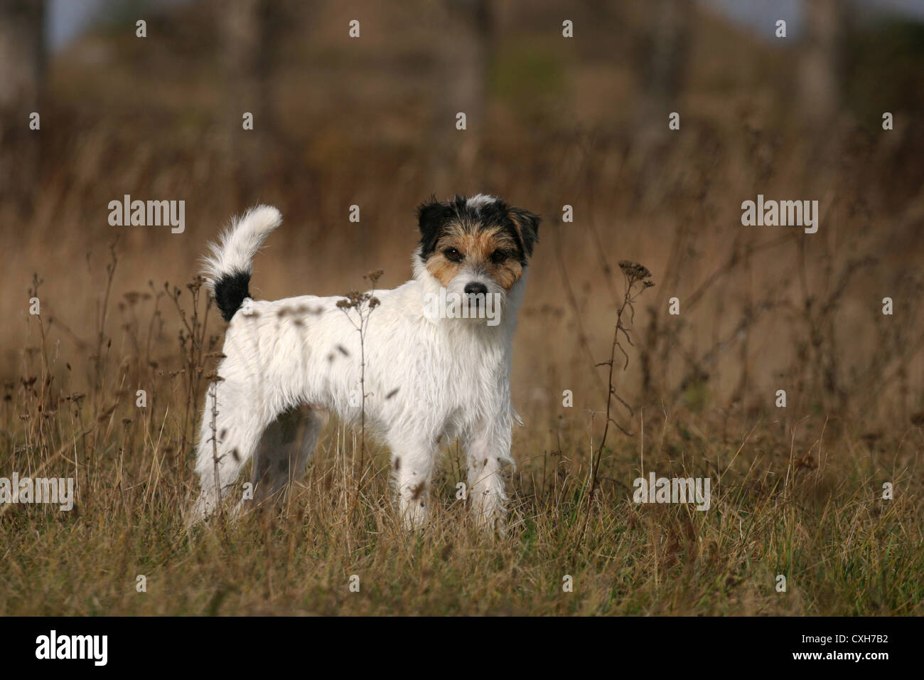 Parson Russell Terrier Stock Photo - Alamy