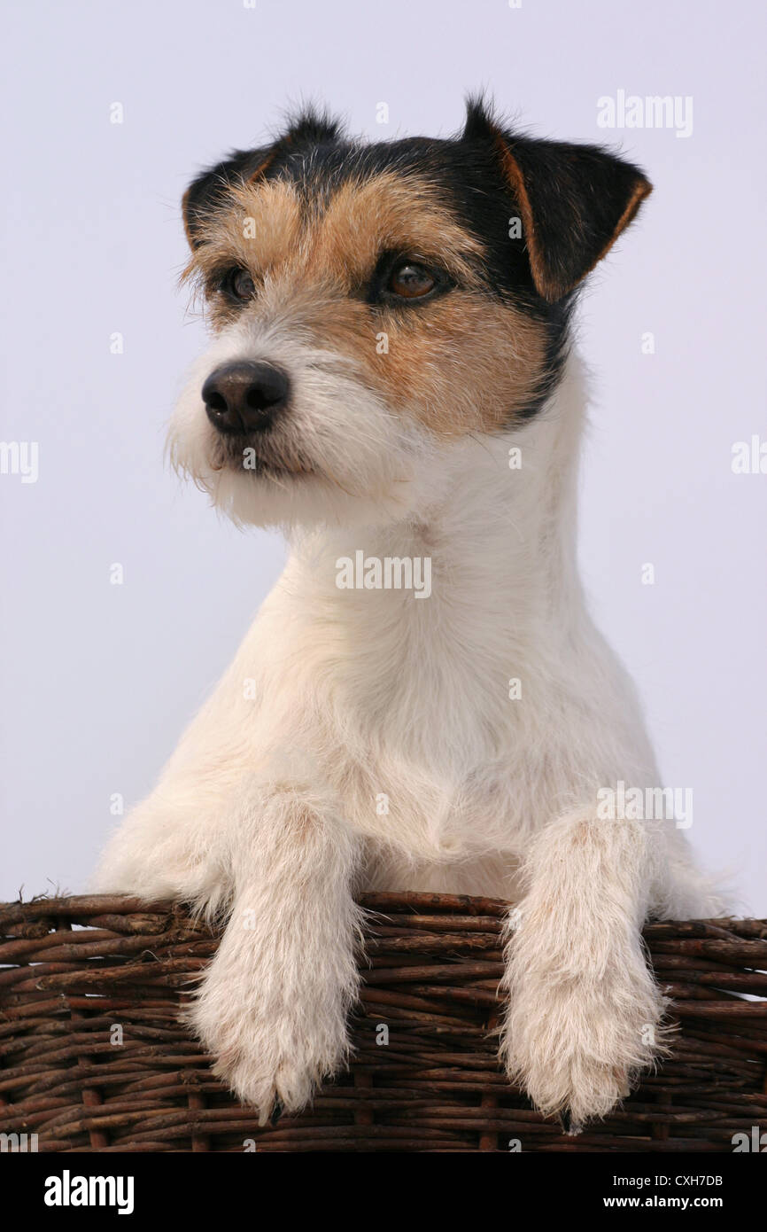 Parson Russell Terrier Stock Photo - Alamy