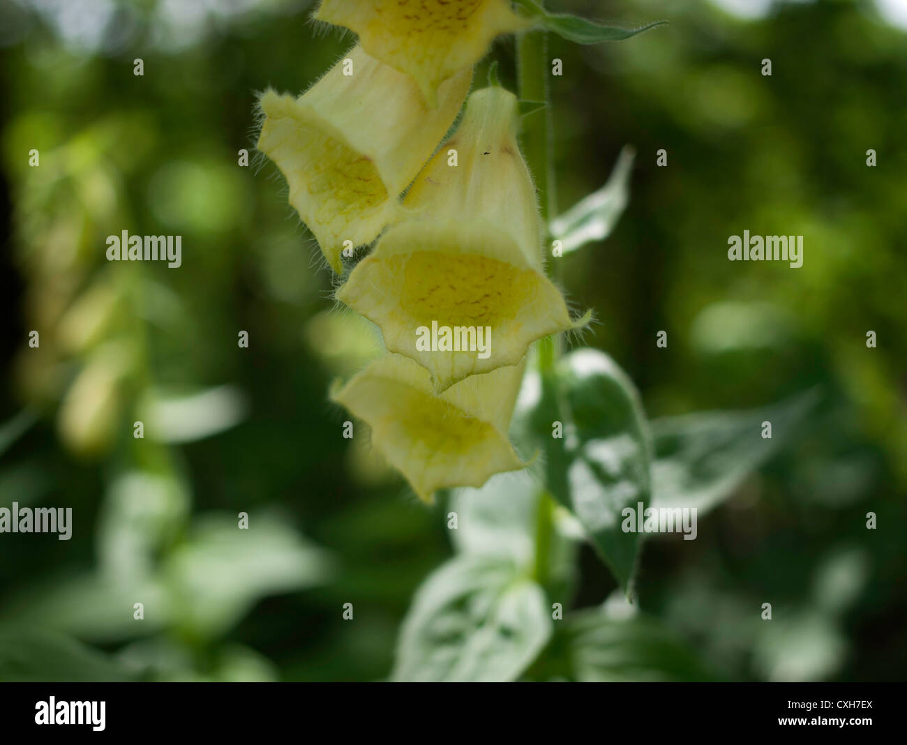 Digitalis bloom hi-res stock photography and images - Alamy