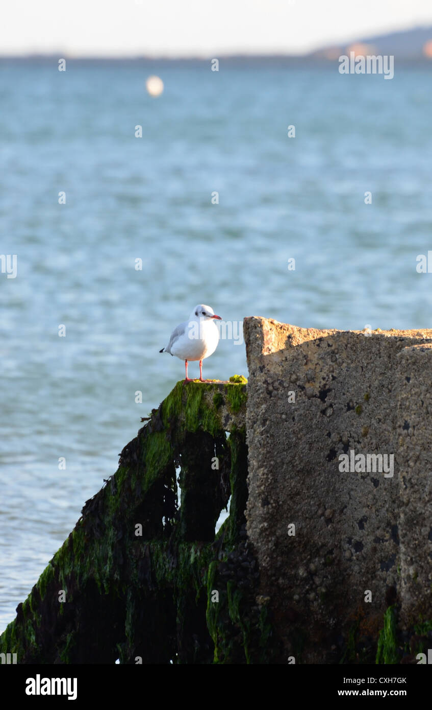 Bird on the Rocks Stock Photo - Alamy