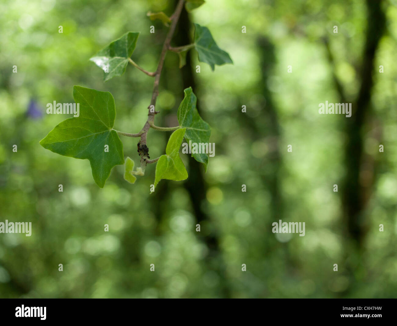 Bug infestation on a tree branch tip Stock Photo - Alamy