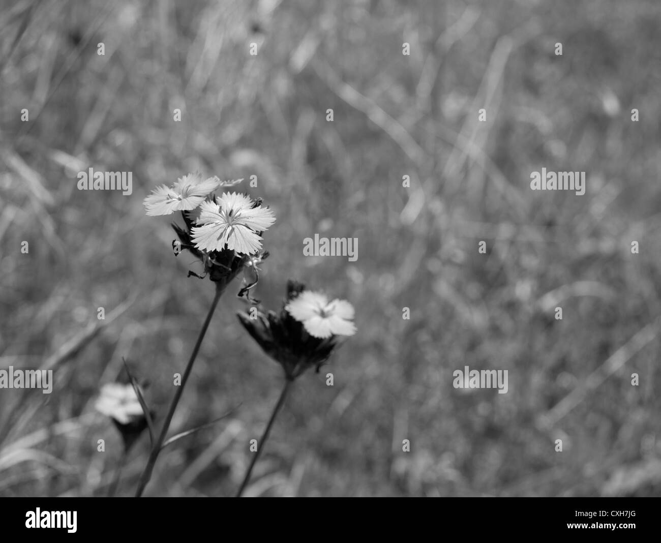 Common field plant (wild Stock Photo - Alamy