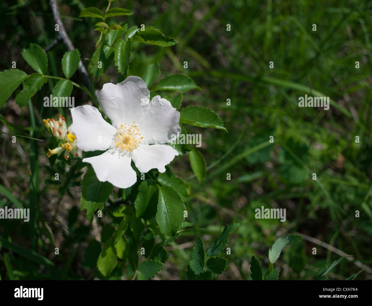 Common field plant (wild Stock Photo - Alamy