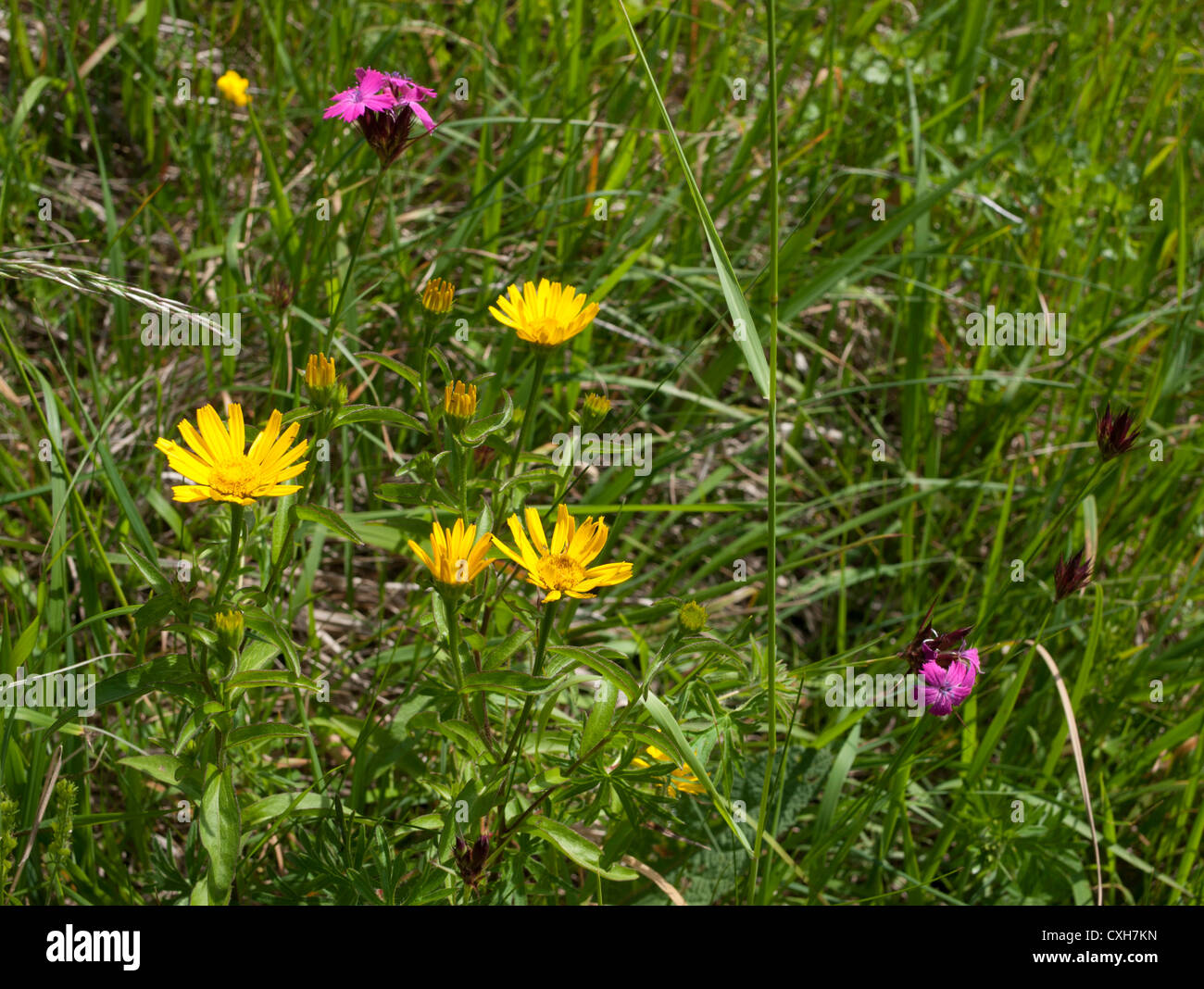 Common field plant (wild Stock Photo - Alamy