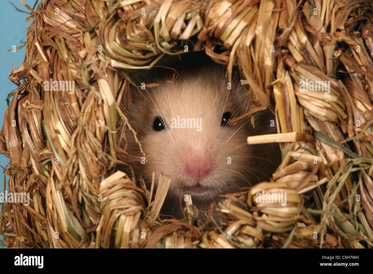 Gold hamster hi-res stock photography and images - Alamy